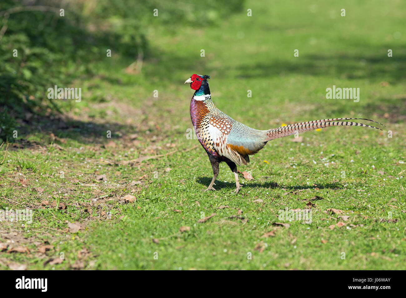 Common Pheasant (Phasianus colchicus). Cock or male bird in full ...