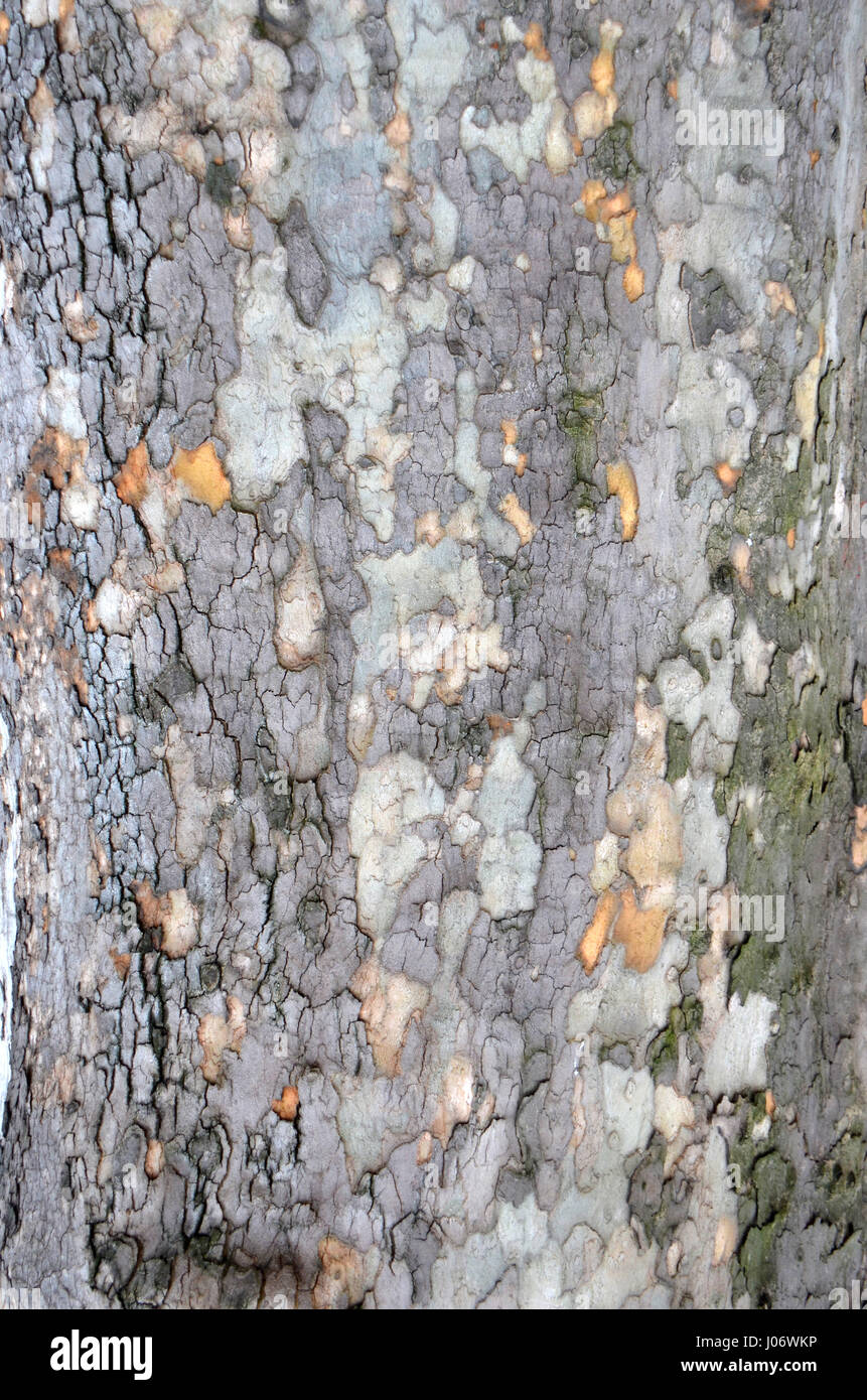 Colourful tree bark found here in the capital city of Budapest, Hungary ...