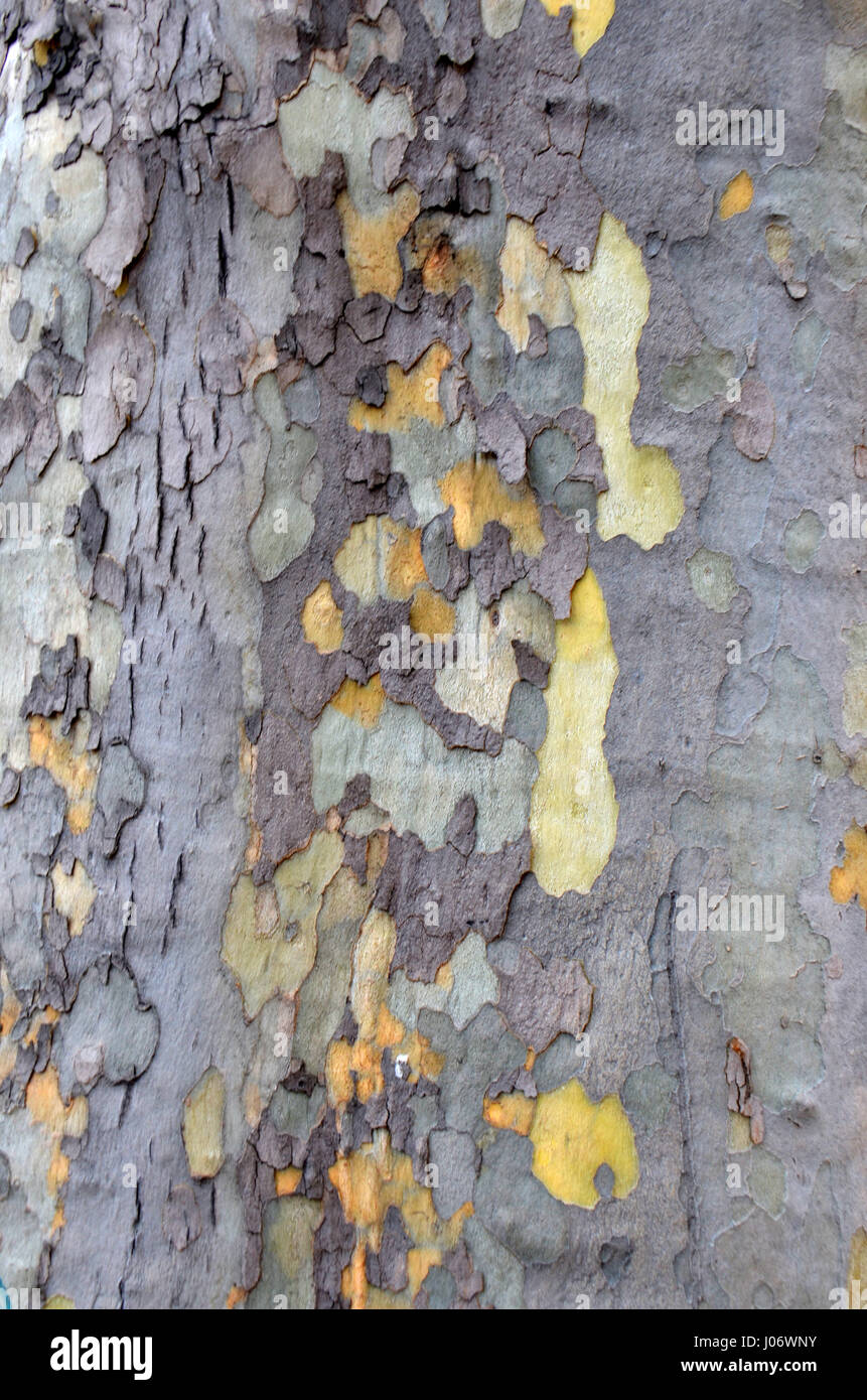 Colourful tree bark found here in the capital city of Budapest, Hungary ...