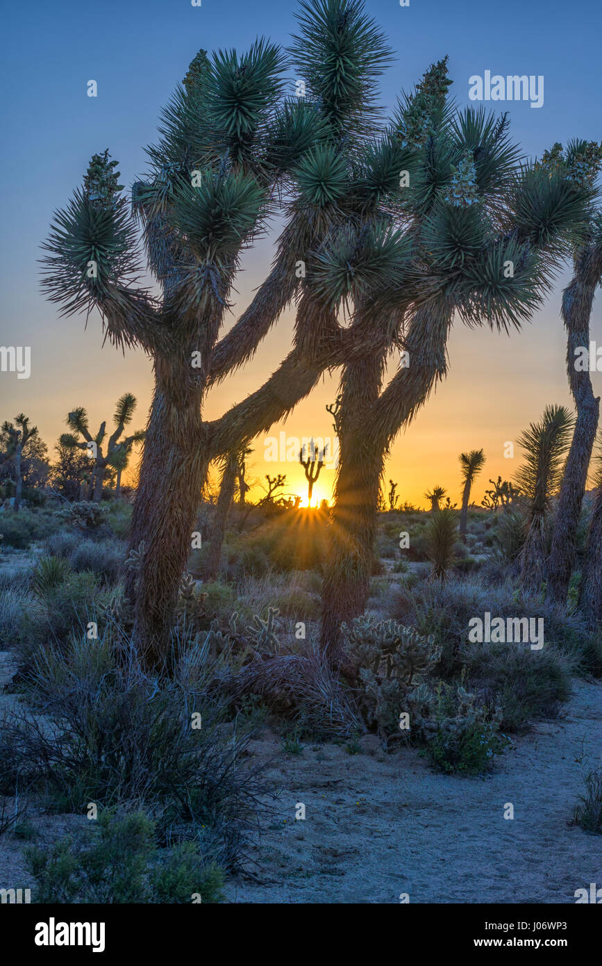 Joshua Trees and desert landscape at sunrise. Joshua Tree National Park ...