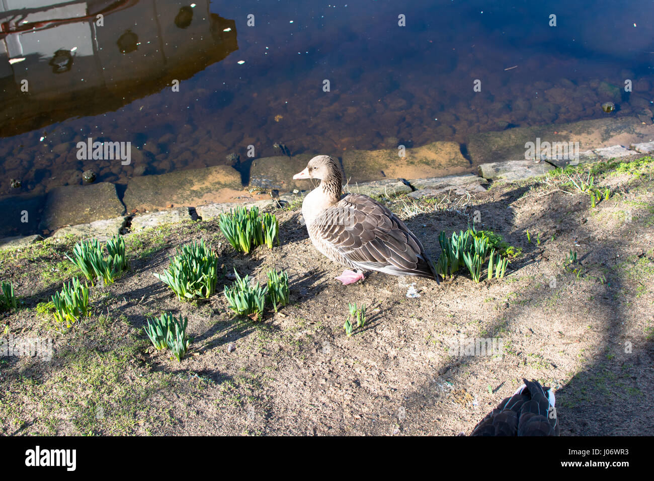 duck near water Stock Photo - Alamy