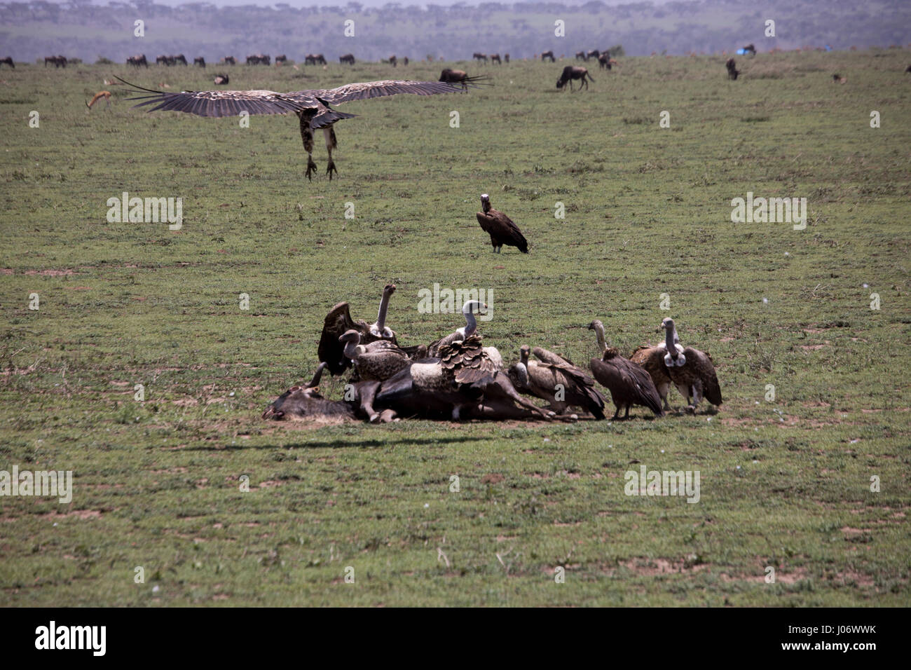 Vultures fighting over wildebeest hi-res stock photography and images ...