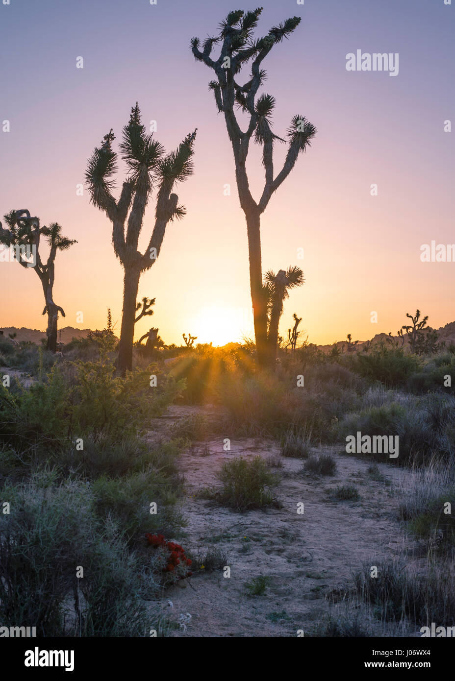 Joshua Trees and desert landscape at sunrise. Joshua Tree National Park ...