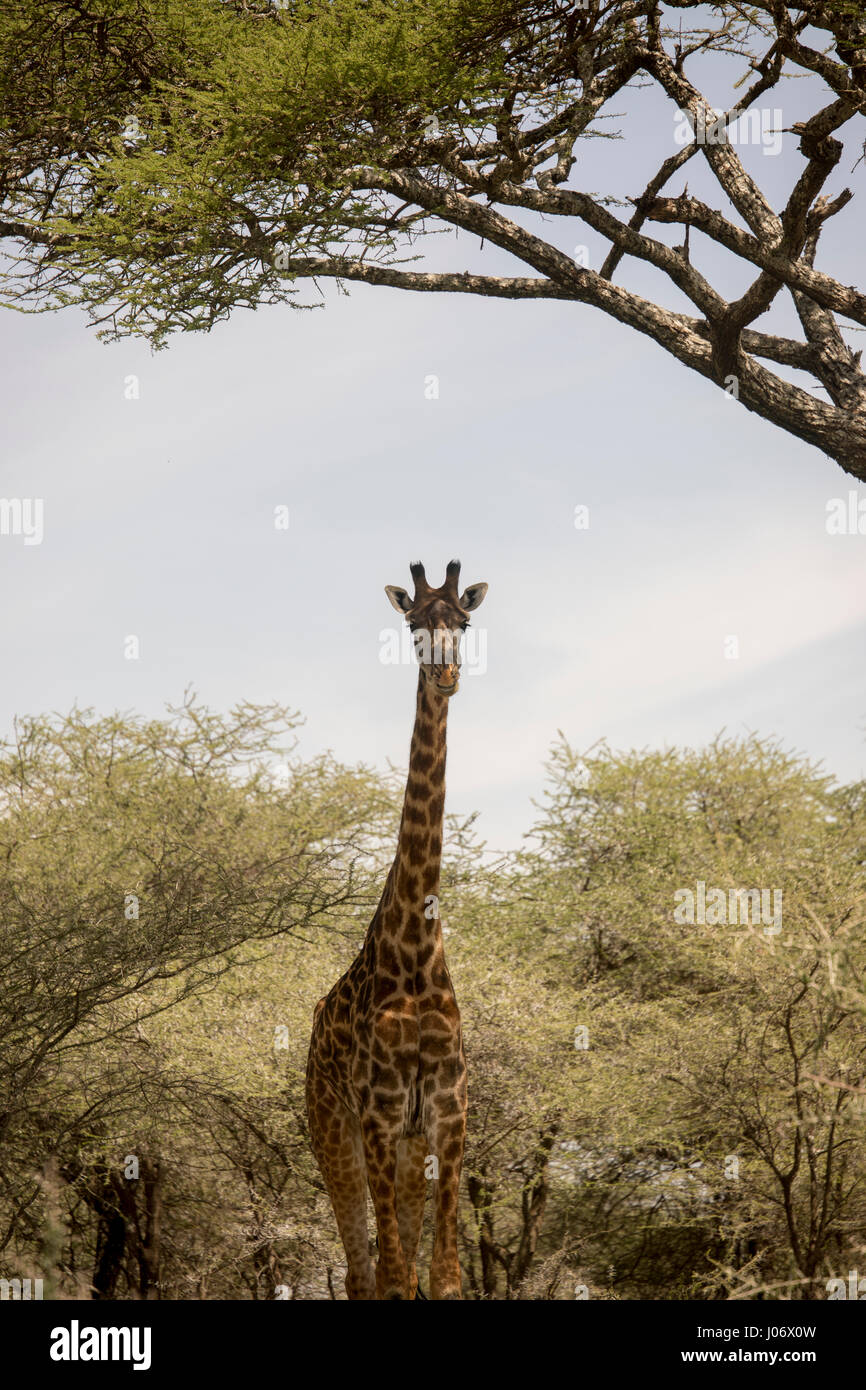 Portrait of giraffe standing next to acacia tree in Serengeti National ...