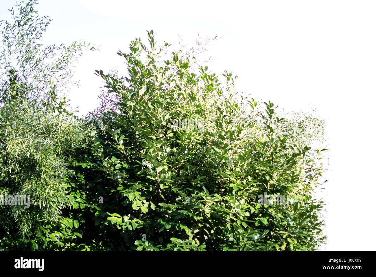 isolated green plant on green Stock Photo - Alamy