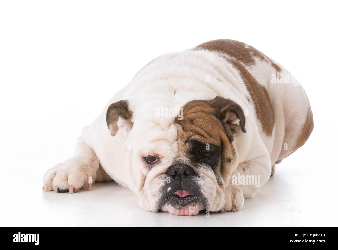 bulldog laying down looking at viewer on white background Stock Photo ...