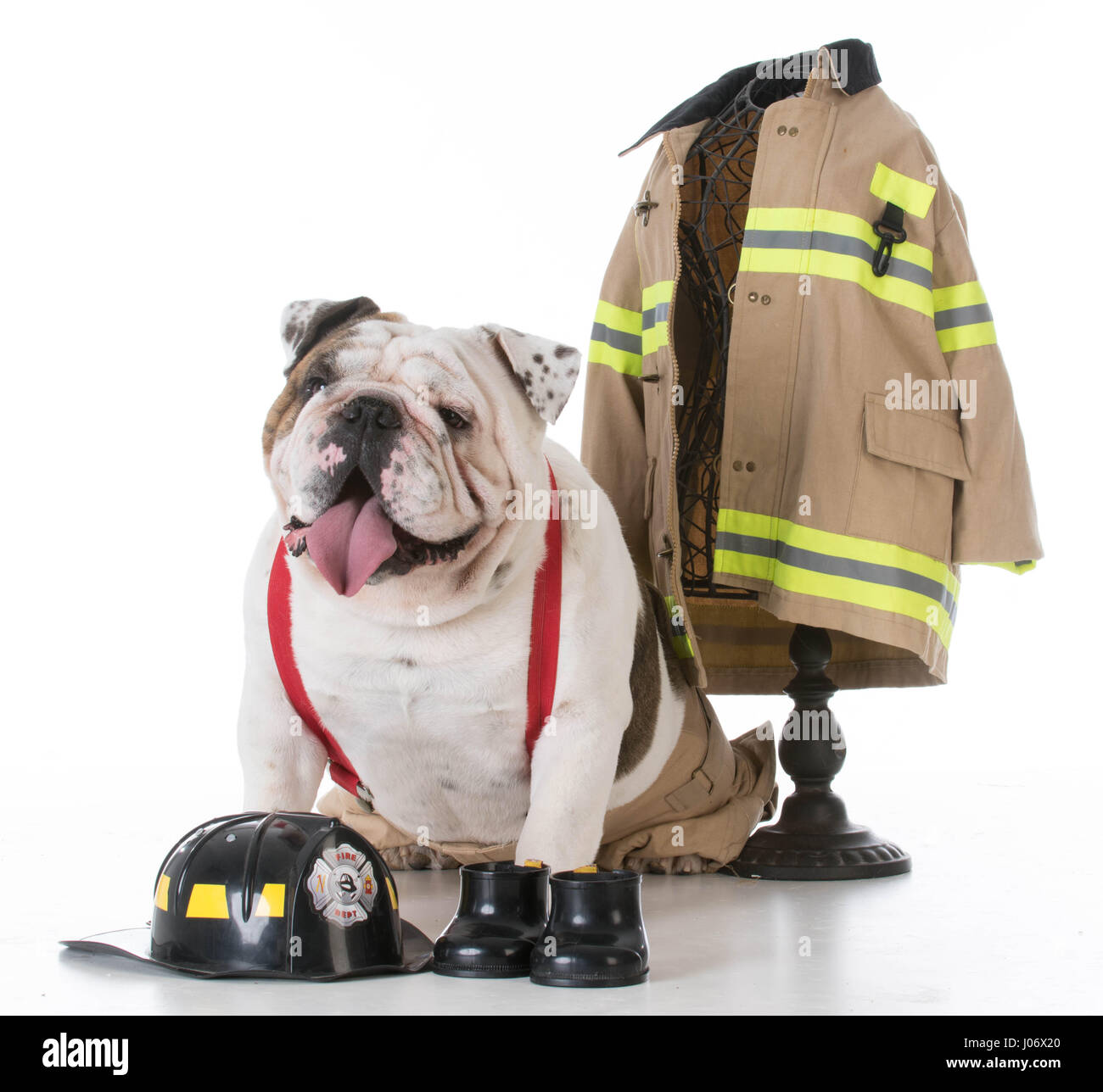 bulldog dressed like a firefighter on white background Stock Photo - Alamy