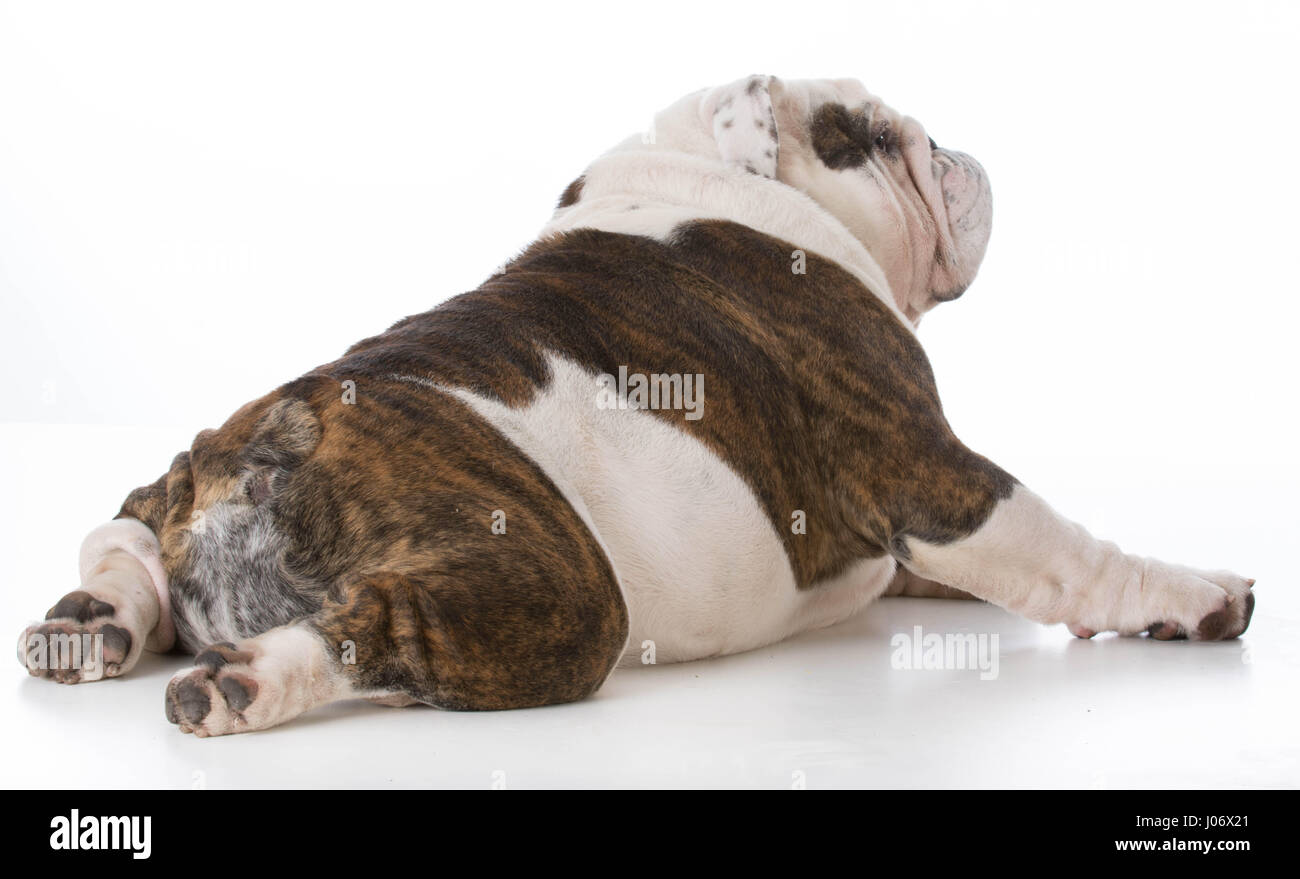 bulldog viewed from the backside on white background Stock Photo - Alamy