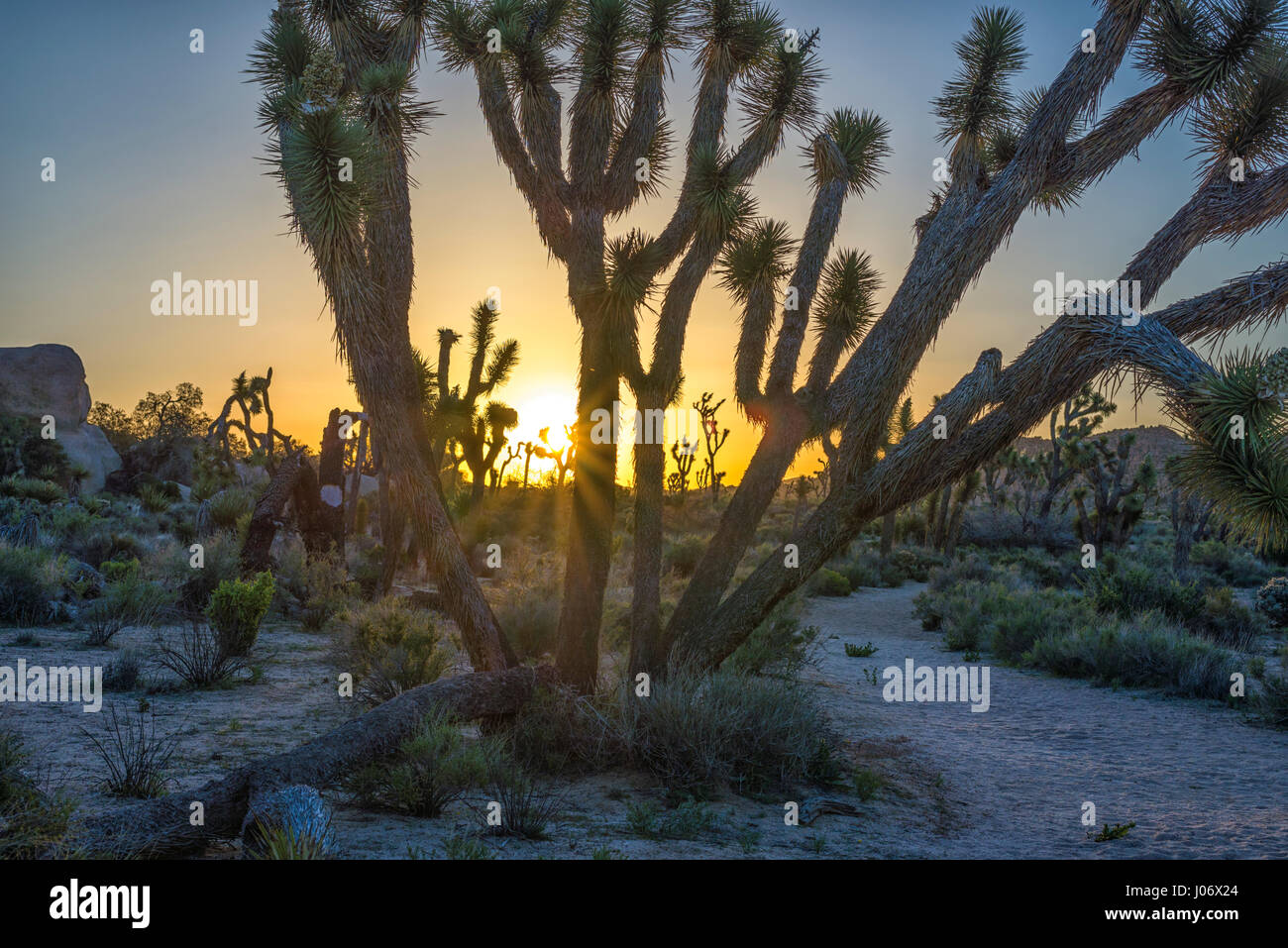 Joshua Trees and desert landscape at sunrise. Joshua Tree National Park ...