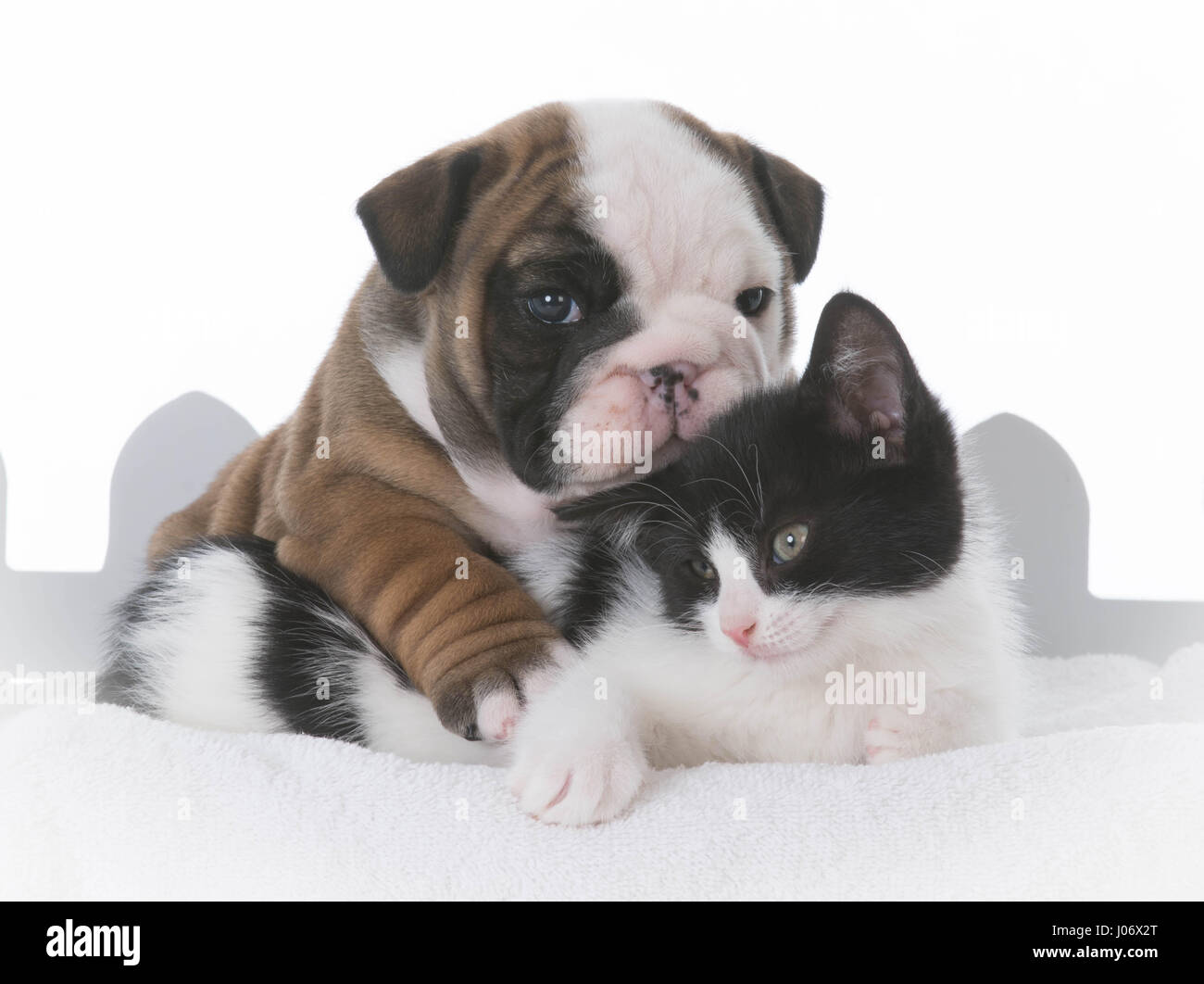 Kittens And Puppies Hugging