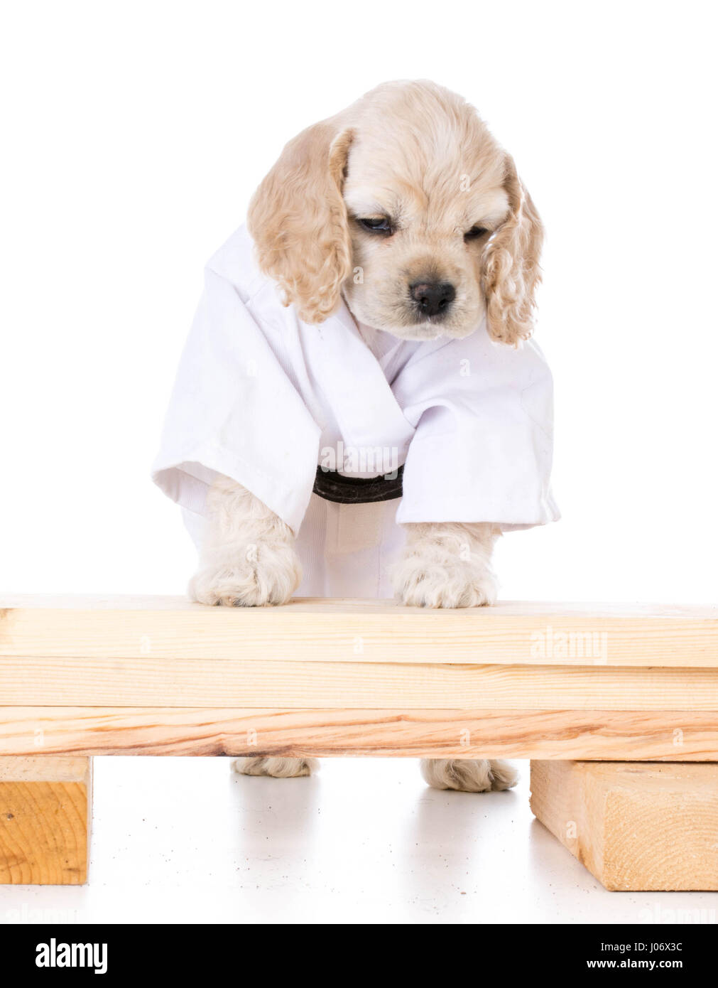 American cocker spaniel and kid hi-res stock photography and images - Alamy