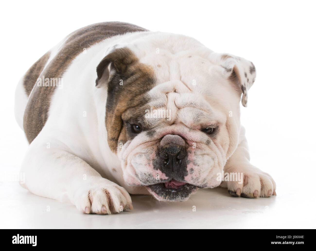 dog with silly expression growling Stock Photo - Alamy
