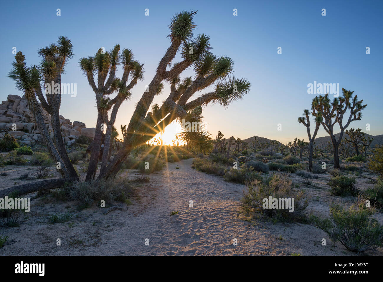 Joshua Trees and desert landscape at sunrise. Joshua Tree National Park ...