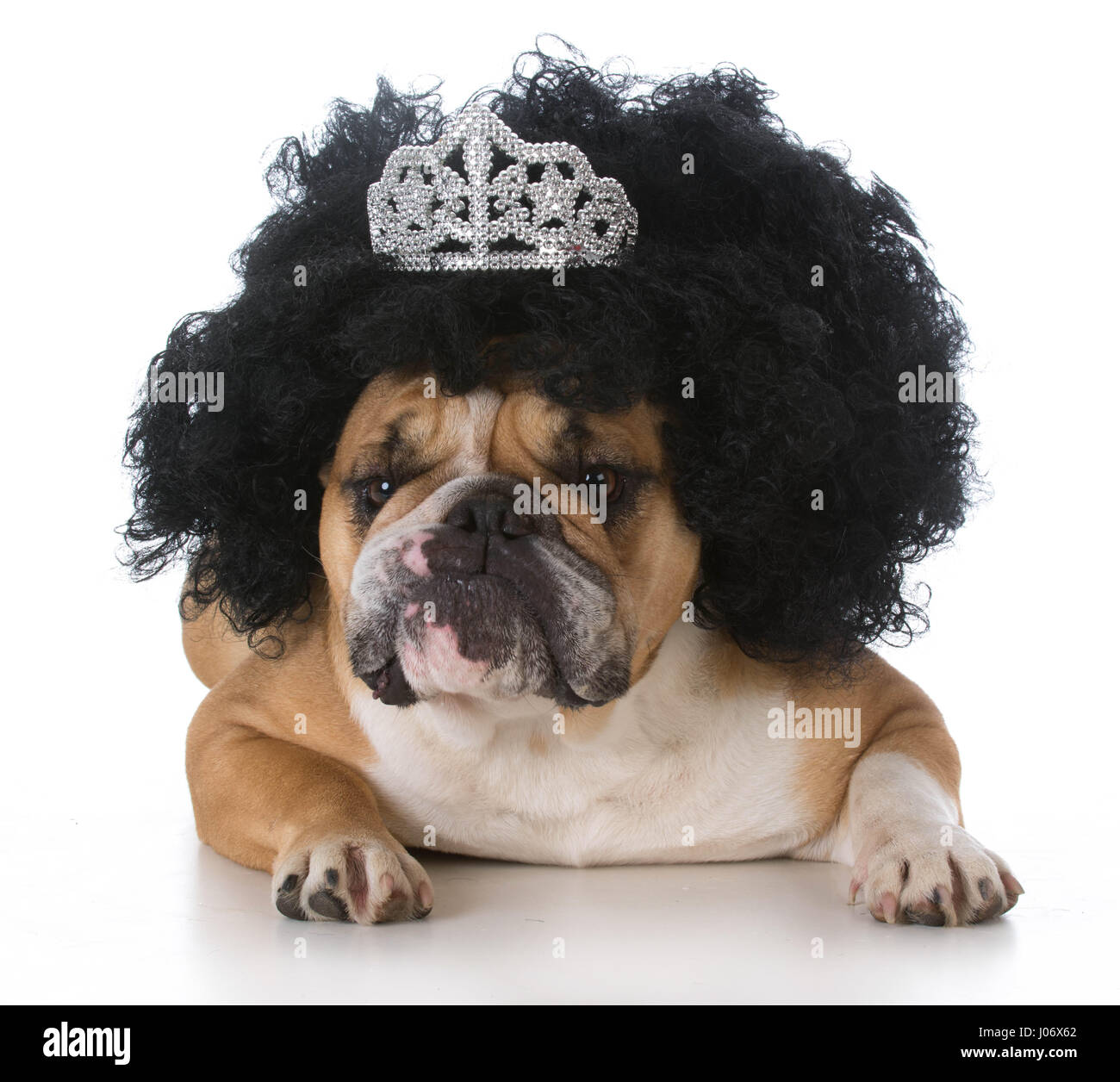 dog wearing a wig and tiara on white background Stock Photo - Alamy