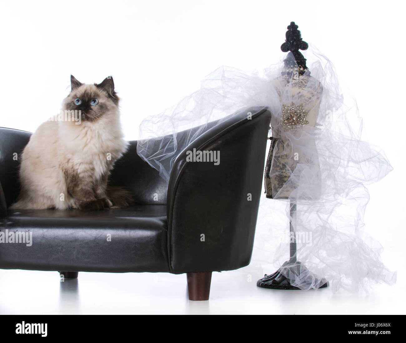 Regal cat sitting hi-res stock photography and images - Alamy