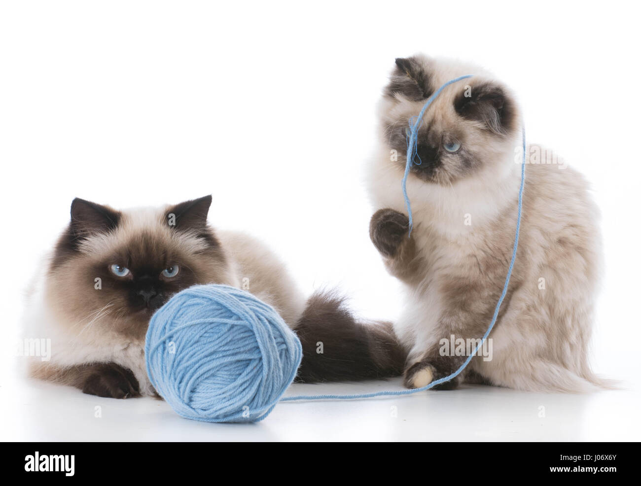 two ragdoll kittens playing with a ball of yarn on white background ...