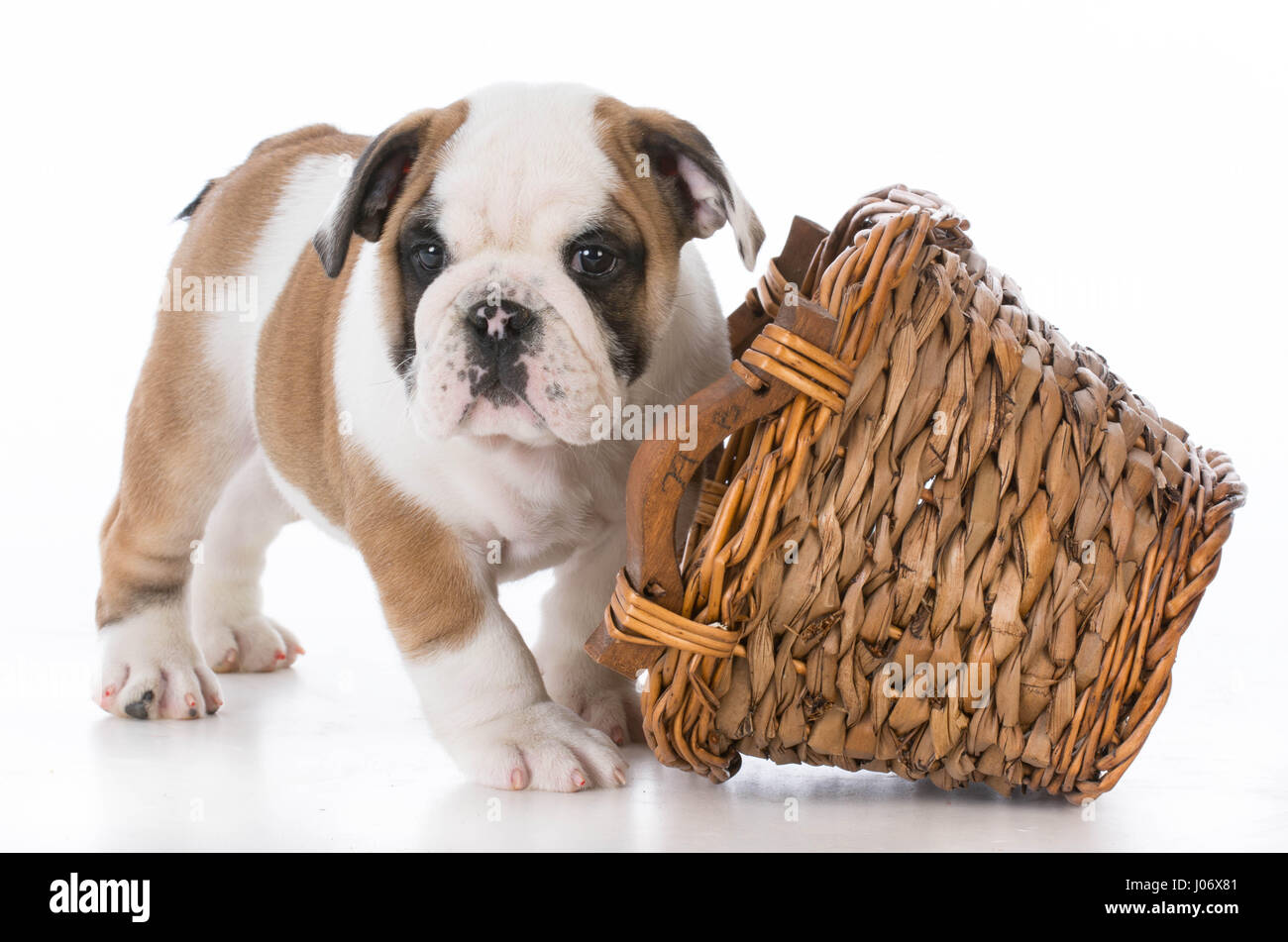 bulldog puppy curious about a tipped over basket Stock Photo - Alamy