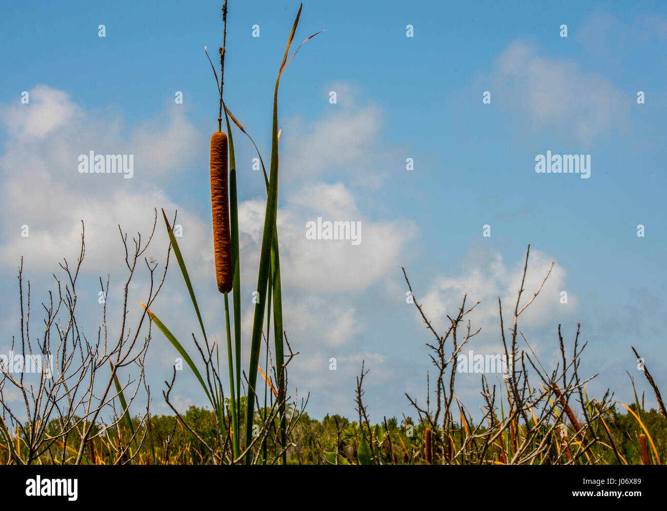 Cattail in the Everglades Stock Photo - Alamy