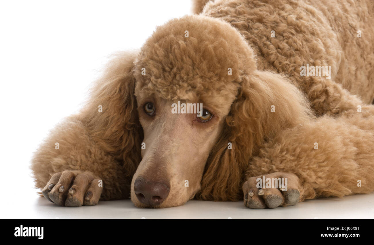 apricot standard poodle portrait on white background Stock Photo - Alamy
