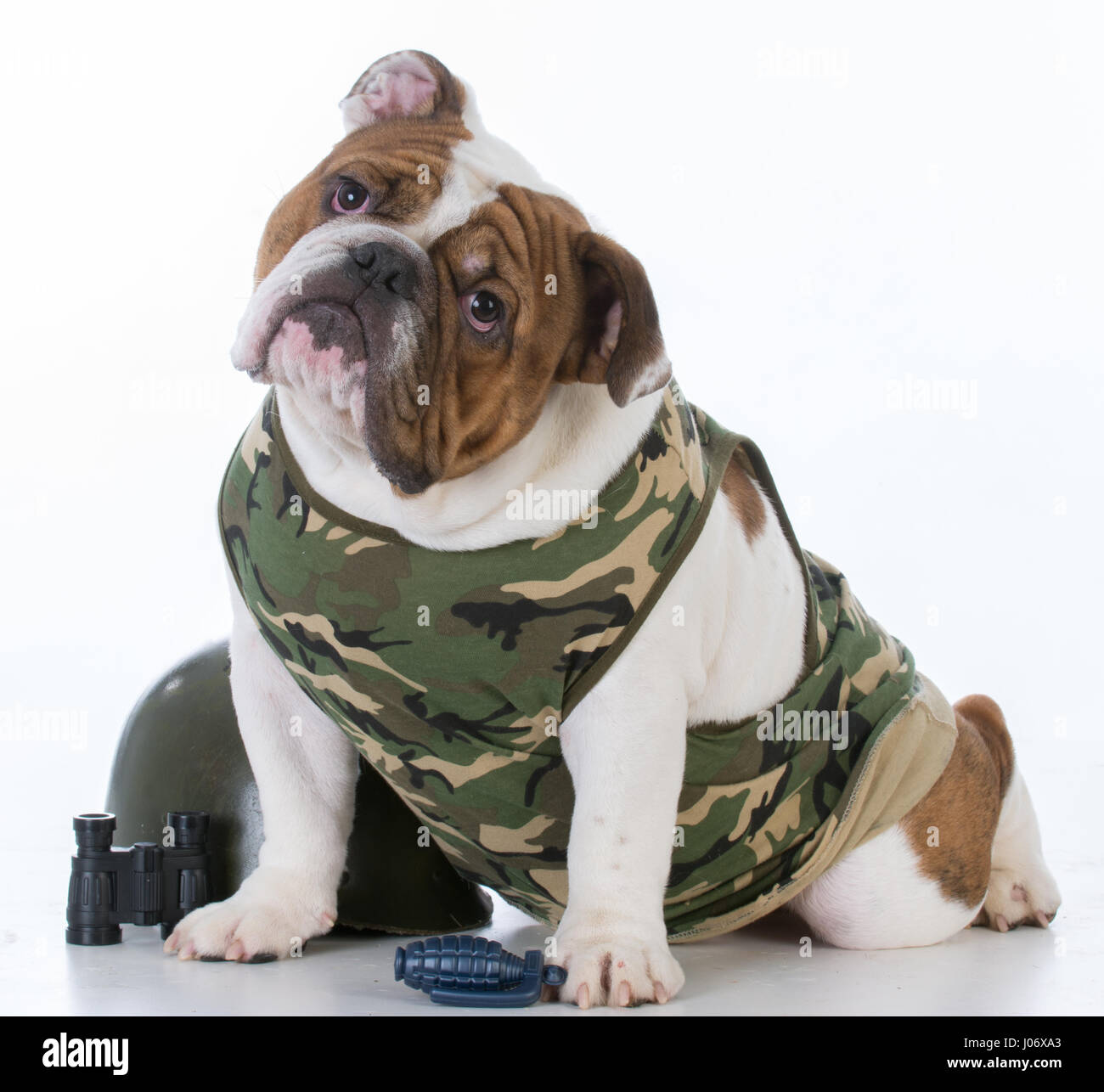 bulldog wearing army fatigues on white background Stock Photo - Alamy