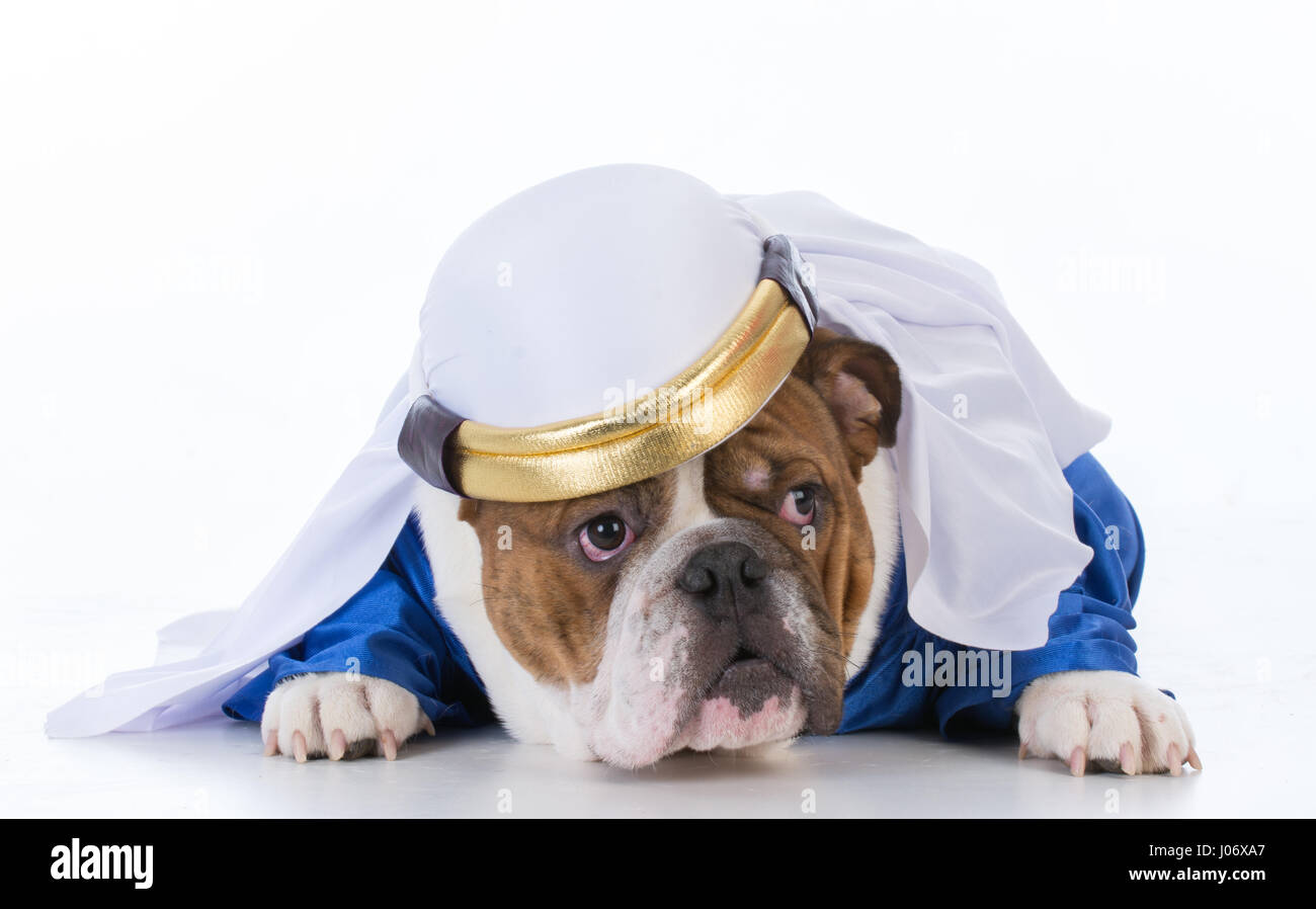 bulldog dressed like a sheik on white background Stock Photo - Alamy