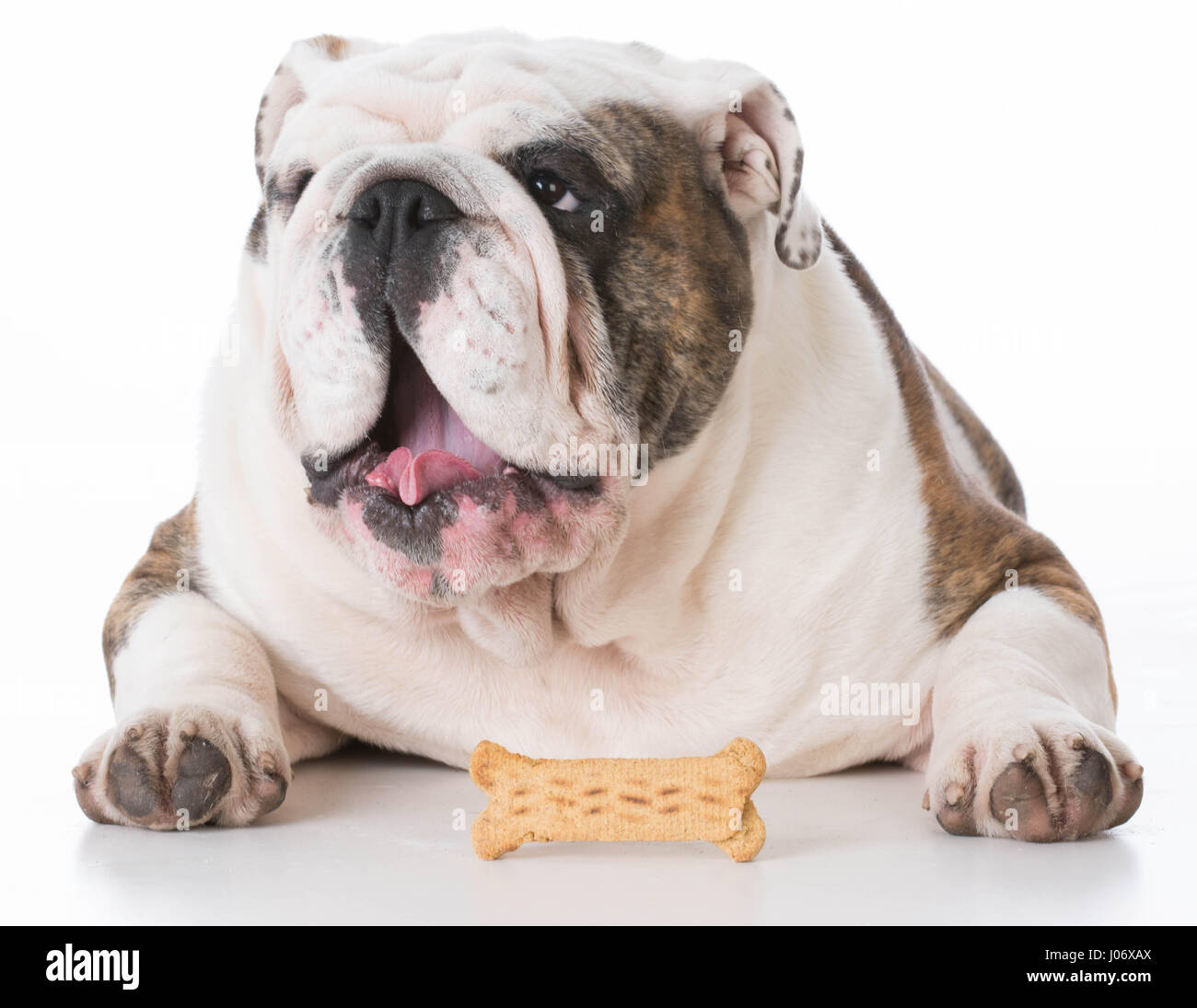 bulldog happy with a dog bone on white background Stock Photo - Alamy