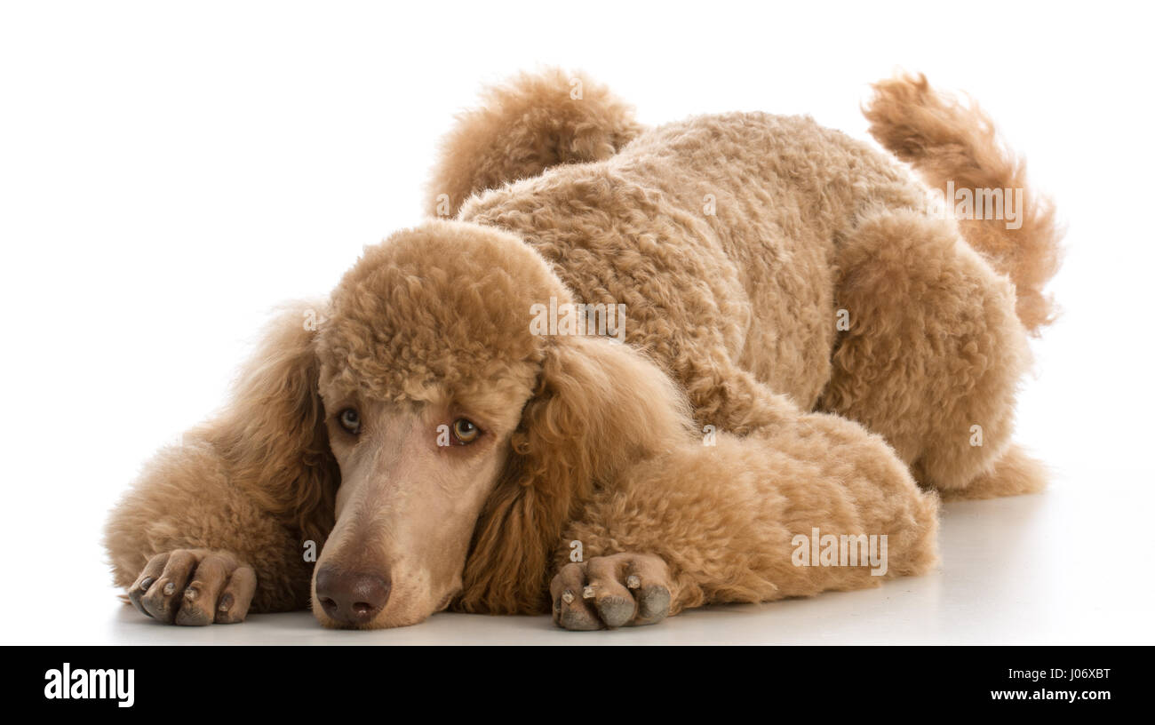 apricot standard poodle portrait on white background Stock Photo - Alamy