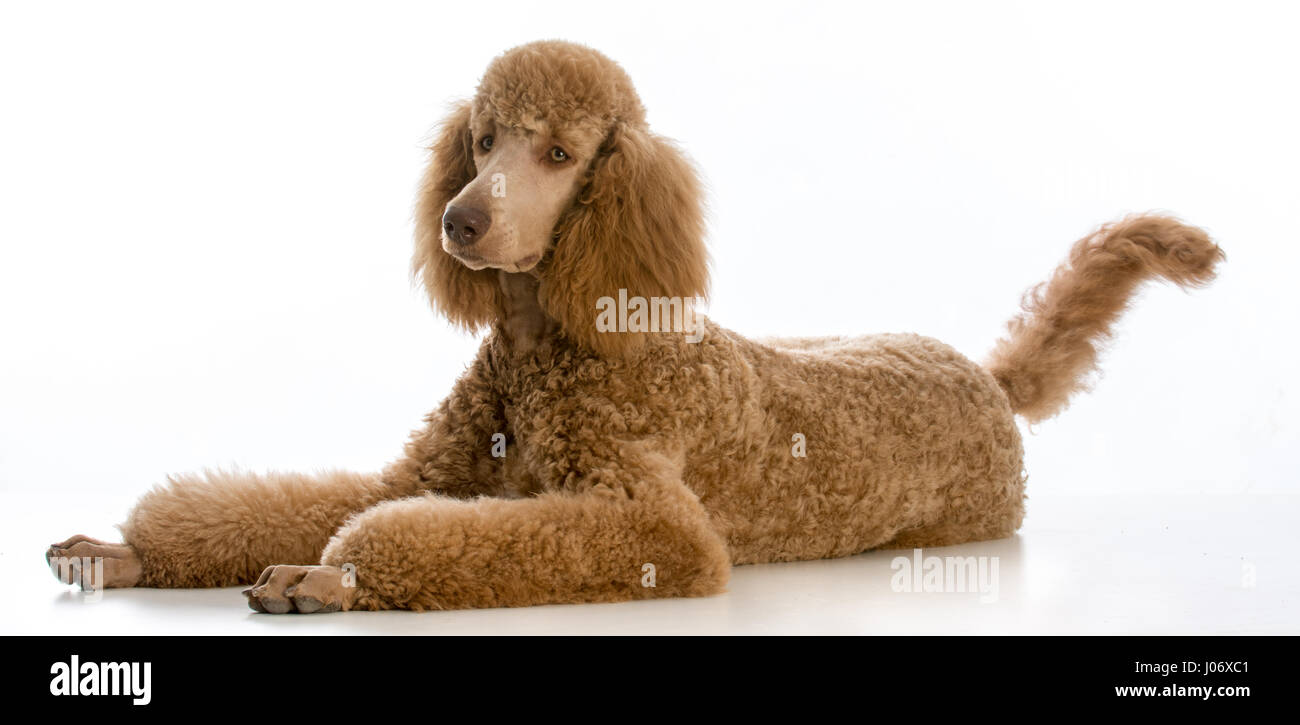 apricot standard poodle portrait on white background Stock Photo - Alamy