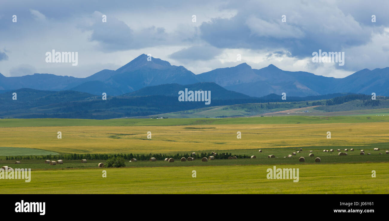 Hay bales at farm with mountains in background, Pincher Creek, Southern ...