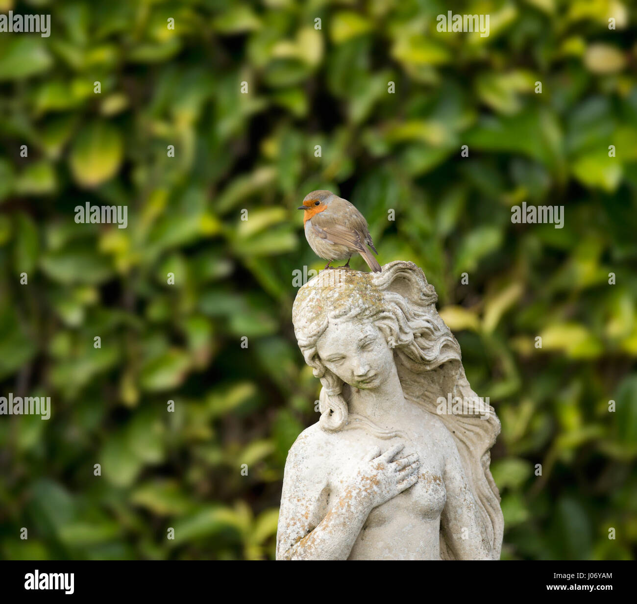 Female robin hi-res stock photography and images - Alamy