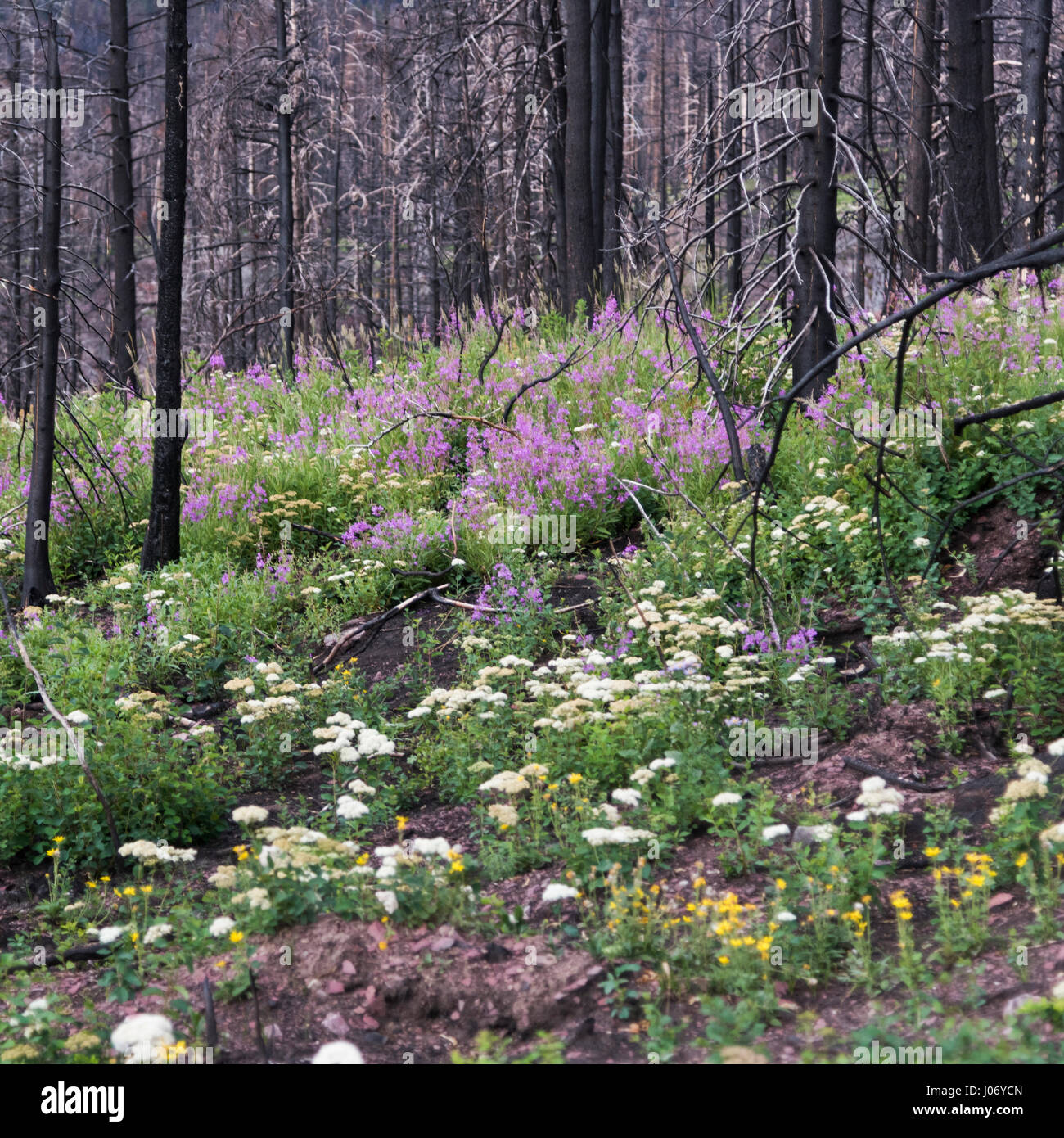 Trees and flowers in a forest, Glacier National Park, Glacier County ...