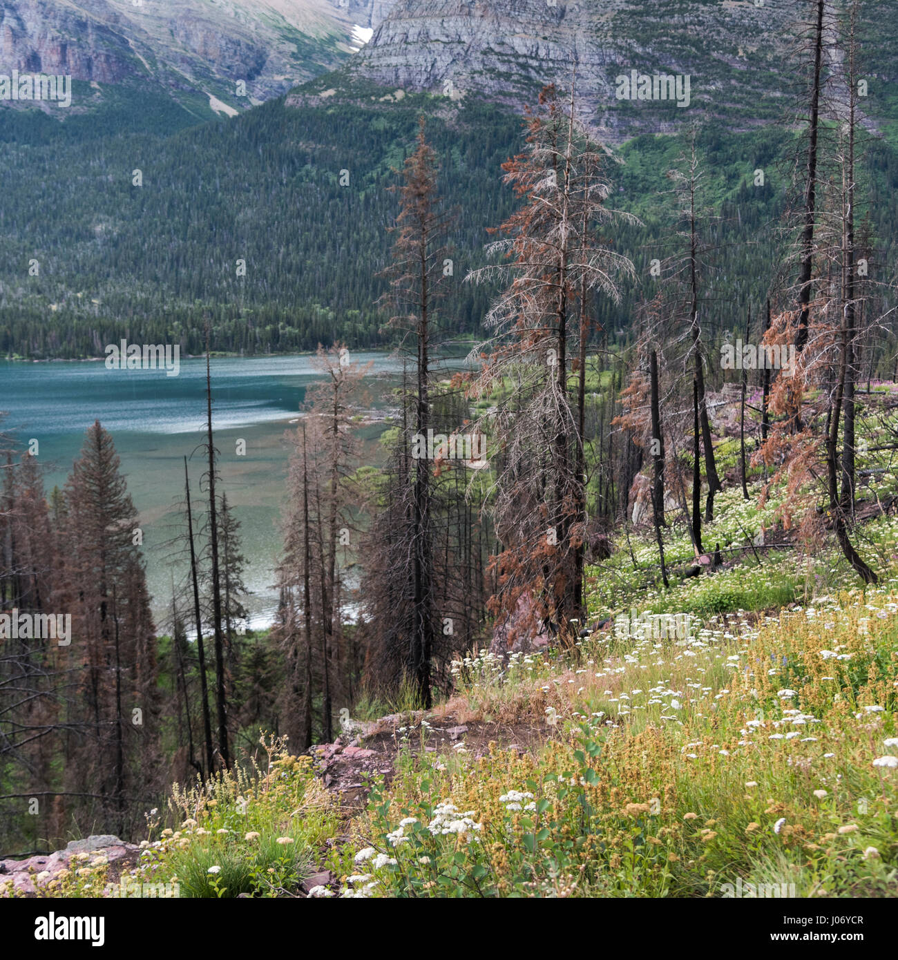 Trees and flowers on a mountainside, Glacier National Park, Glacier ...