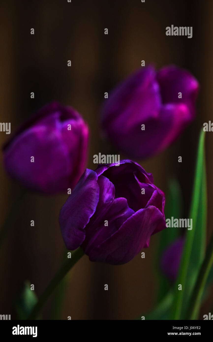 Deep Purple Tulips Stock Photo - Alamy