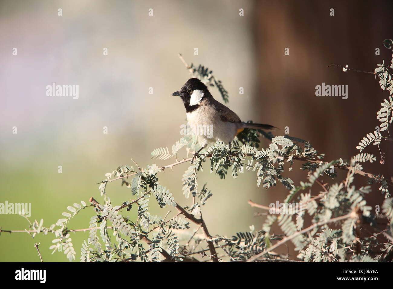 White-eared bulbul (Pycnonotus leucotis) un Dubai Stock Photo - Alamy