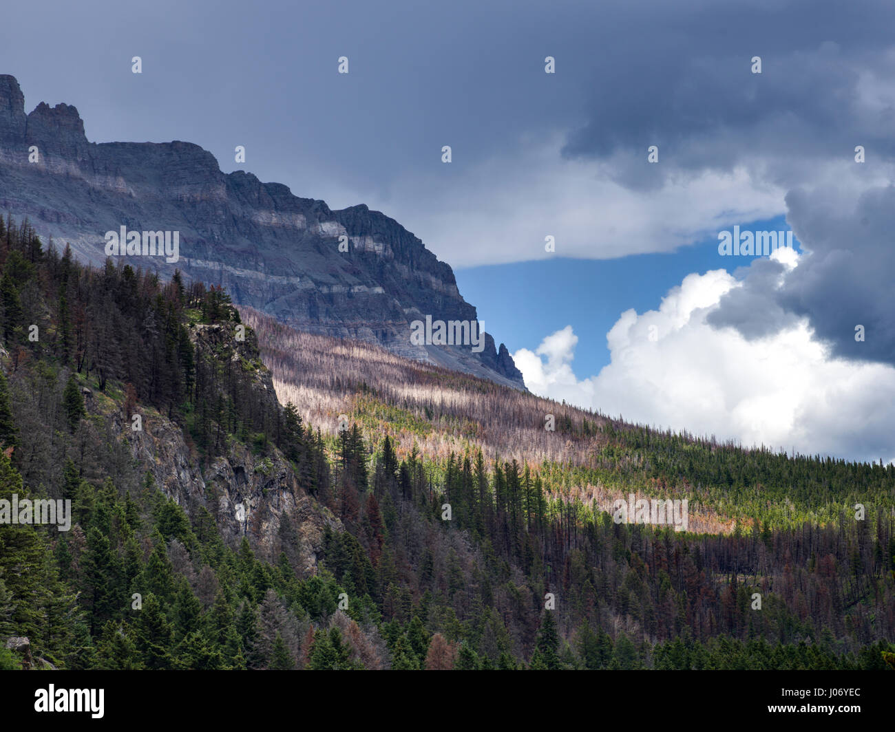 Trees on landscape with mountain range in the background, Going-to-the ...