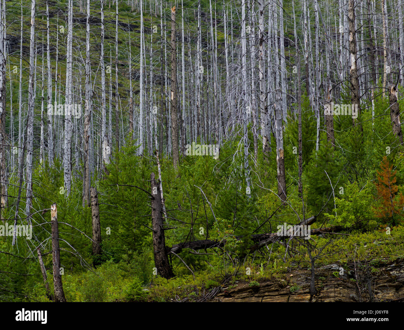 Trees in a forest, Going-to-the-Sun Road, Glacier National Park ...