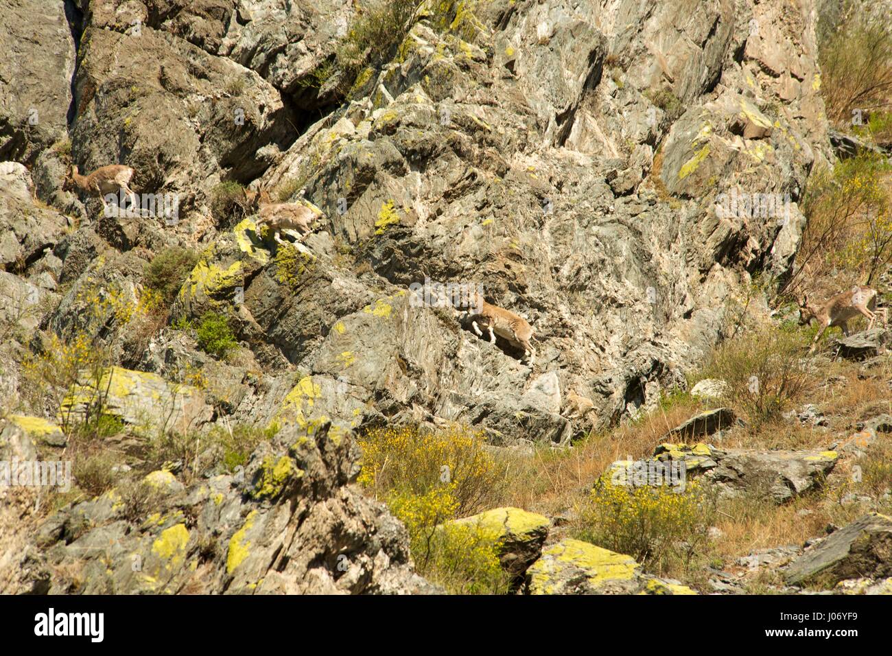 Mountain goat descends on stones Stock Photo - Alamy