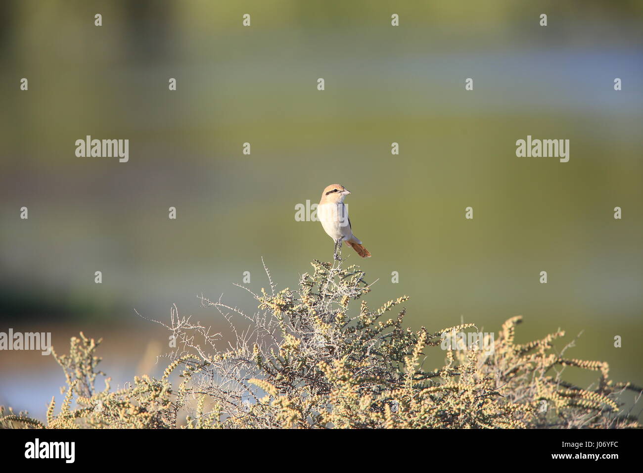 Isabelline shrike (Lanius isabellinus) in UAE Stock Photo - Alamy