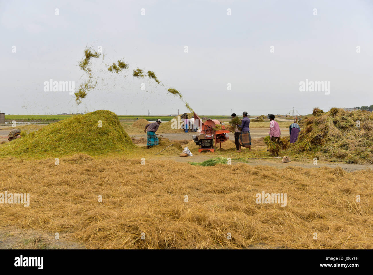 DHAKA, BANGLADESH - APRIL 10, 2017: Bangladeshi farmers separate rice ...