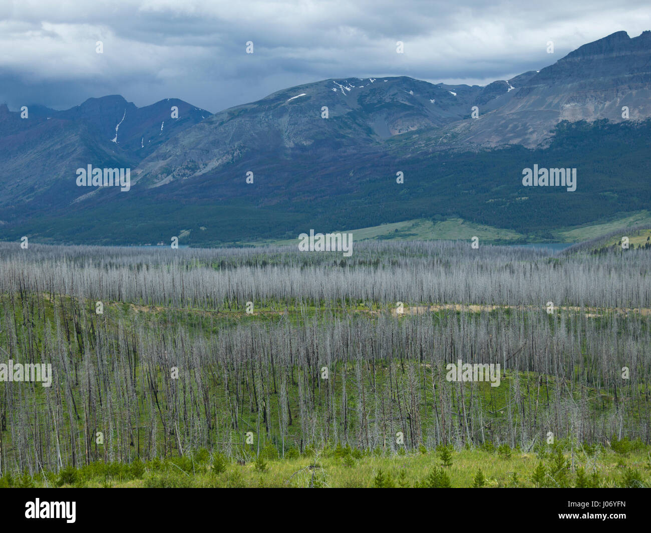 Trees on landscape with mountain range in the background, Going-to-the ...