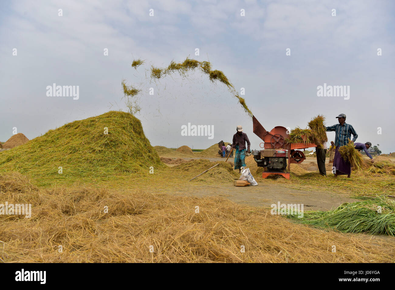 DHAKA, BANGLADESH - APRIL 10, 2017: Bangladeshi farmers separate rice ...
