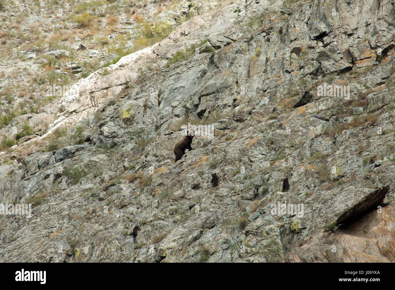 Brown bear sitting on rock hi-res stock photography and images - Alamy