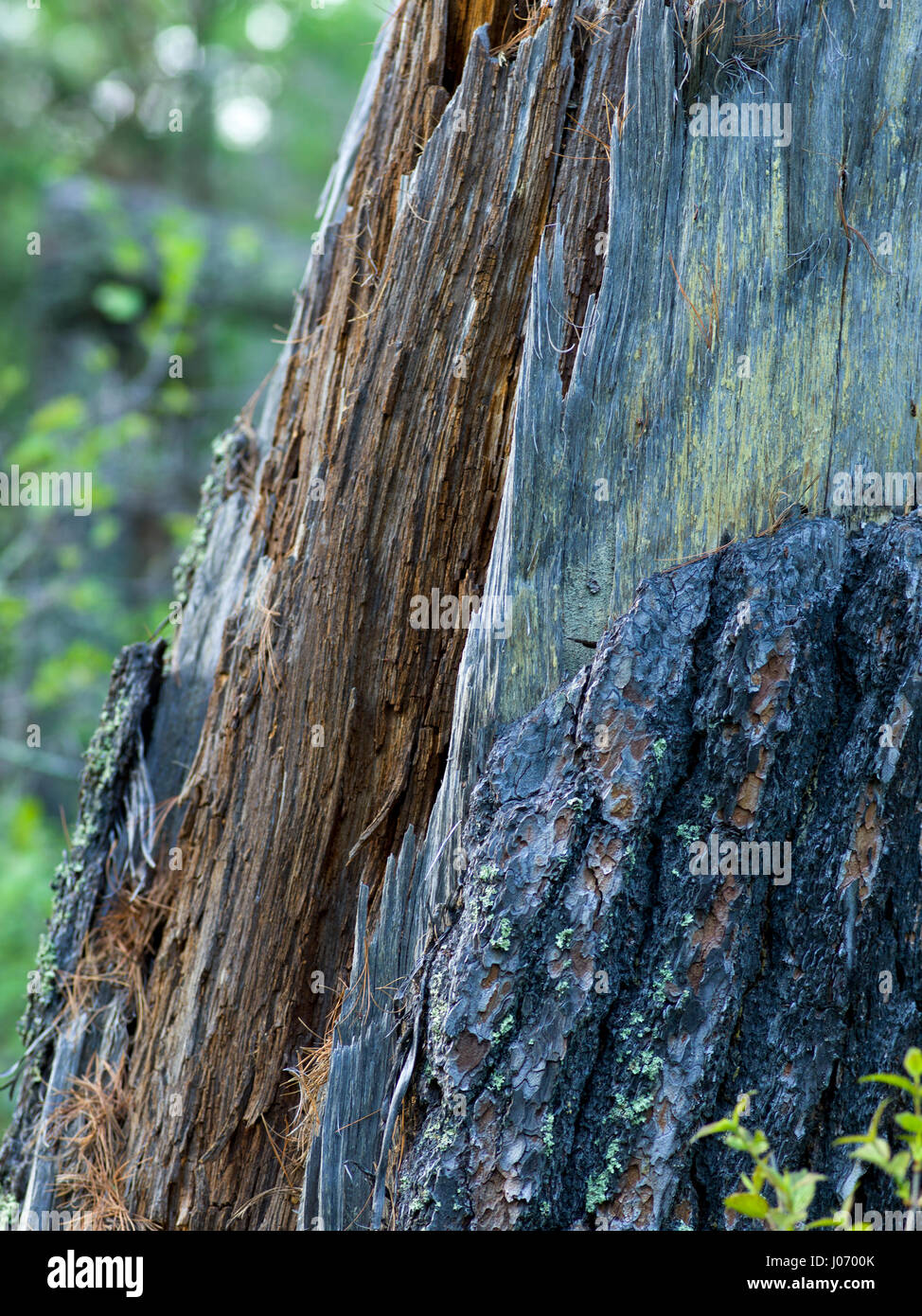 Close-up of bark on a tree trunk, Lake of The Woods, Ontario, Canada ...