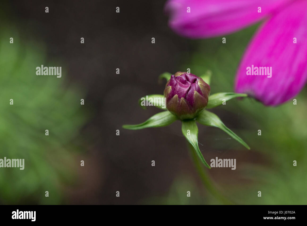 Close-up of flower bud, Lake of The Woods, Ontario, Canada Stock Photo ...