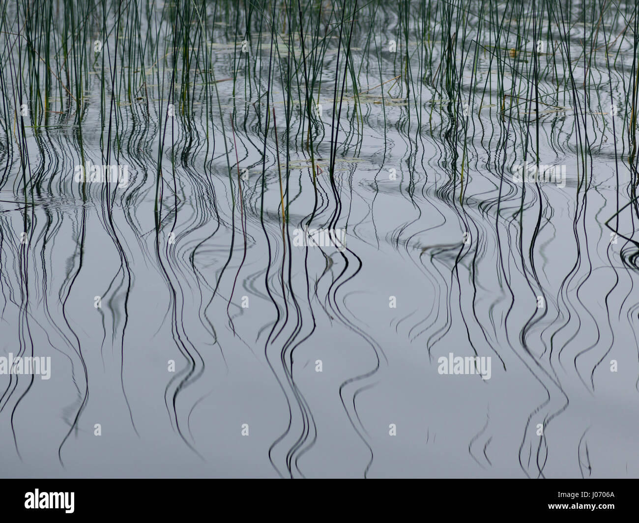 Reeds in the lake, Kenora, Lake of The Woods, Ontario, Canada Stock ...