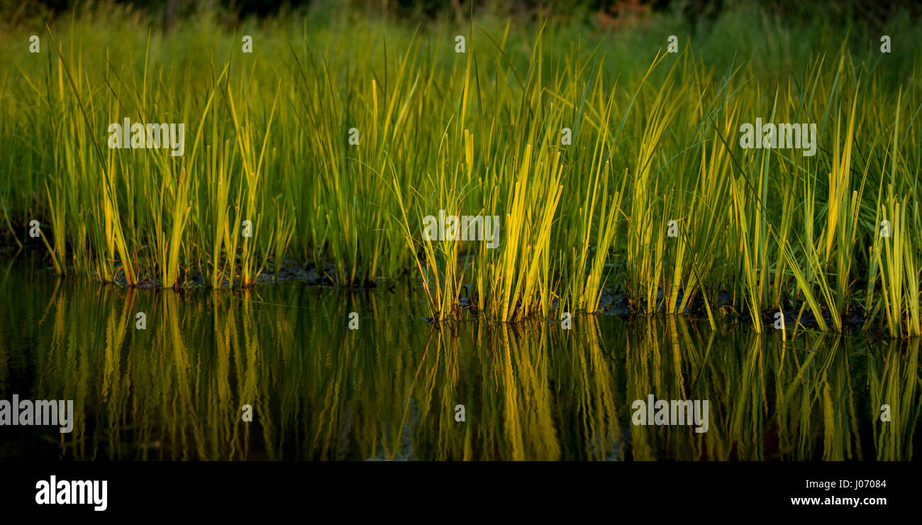 Reflection of reeds in water, Lake Of The Woods, Ontario, Canada Stock ...