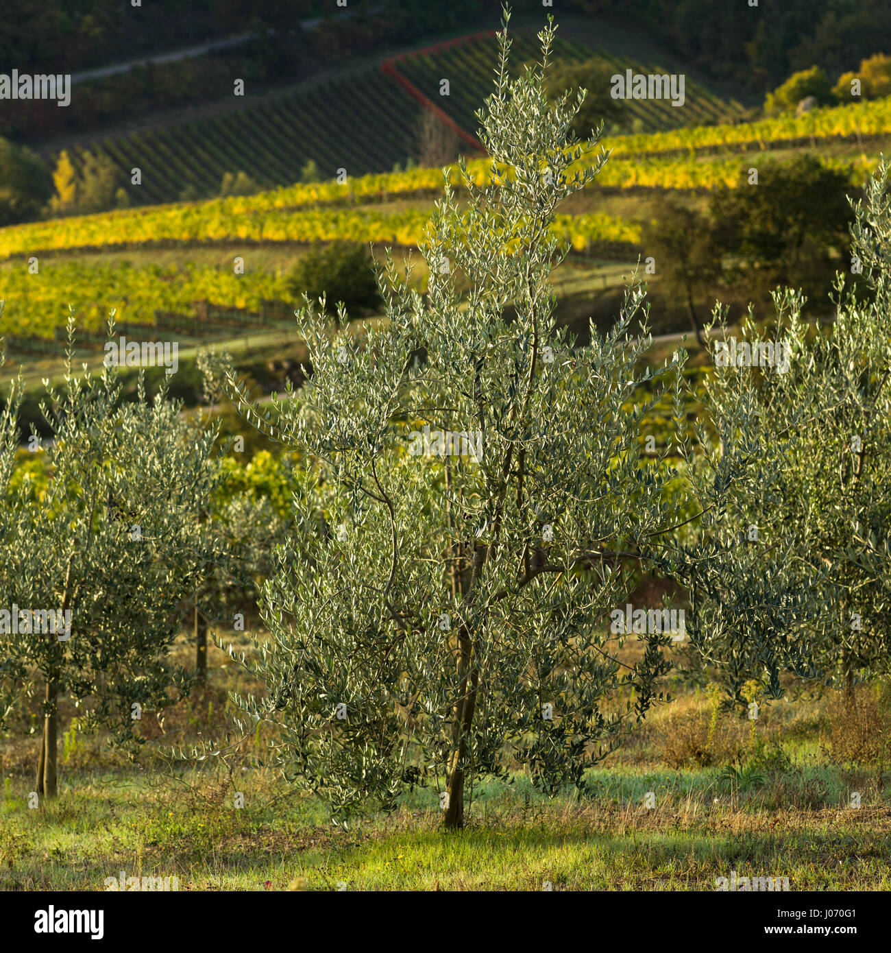 Small trees growing in hi-res stock photography and images - Alamy