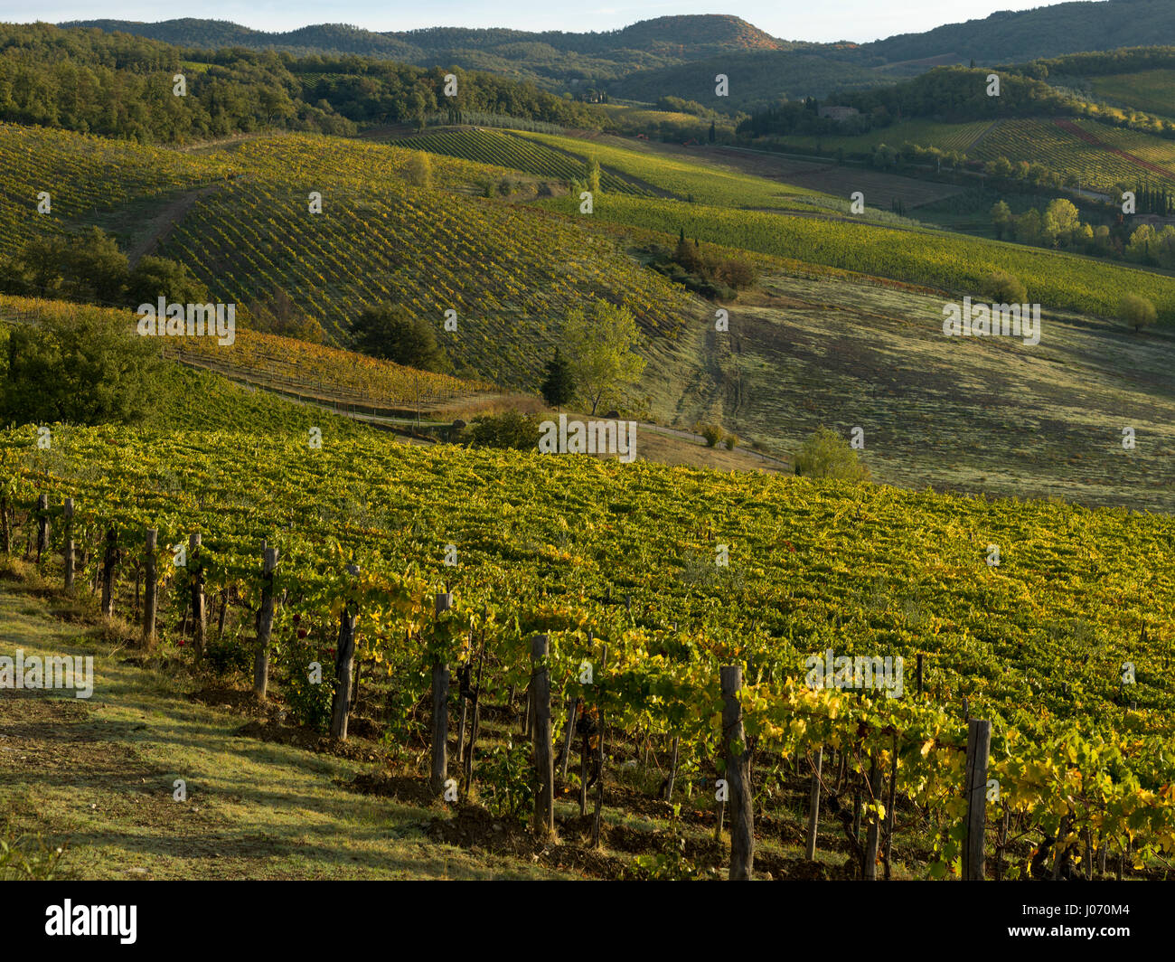 Farmland vineyards greenery hi-res stock photography and images - Alamy