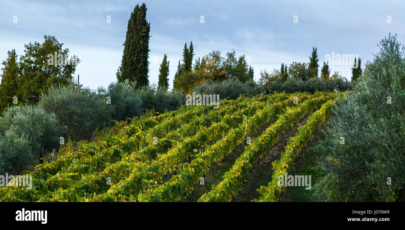 Rows of Grape Vines in vineyard, Tuscany, Italy Stock Photo - Alamy