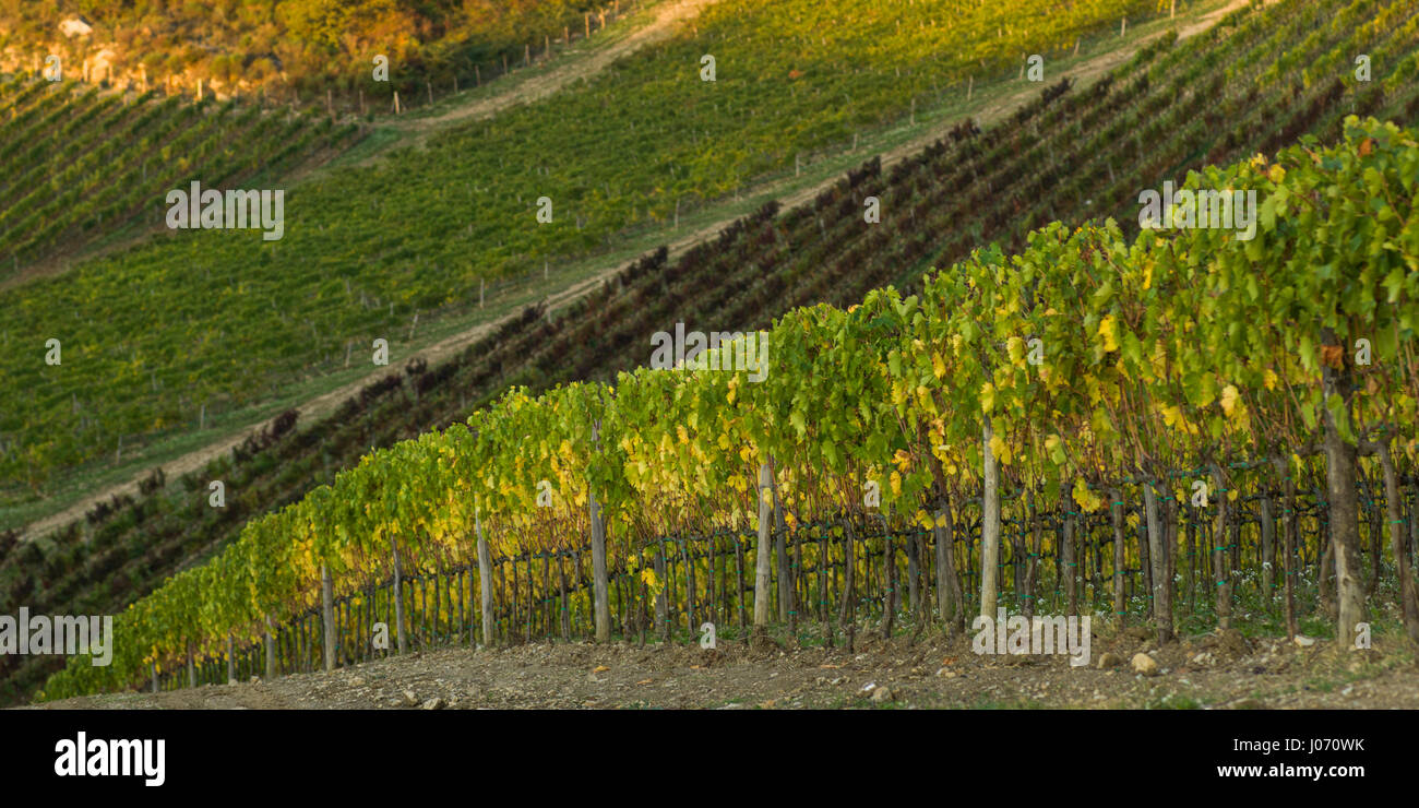 Rows of Grape Vines in vineyards, Tuscany, Italy Stock Photo - Alamy